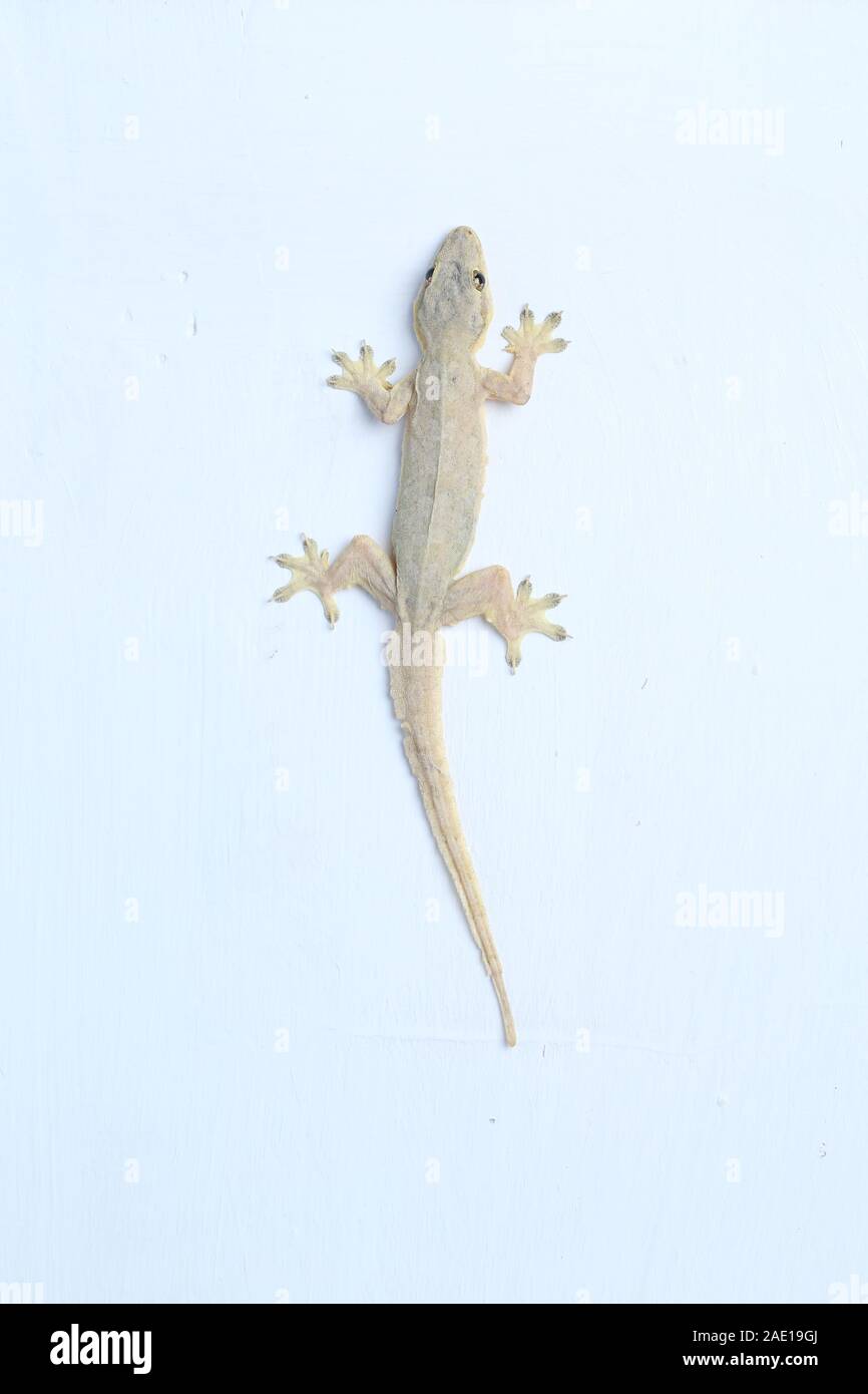 Asian House lizard (hemidactylus) or common gecko isolated on white ...