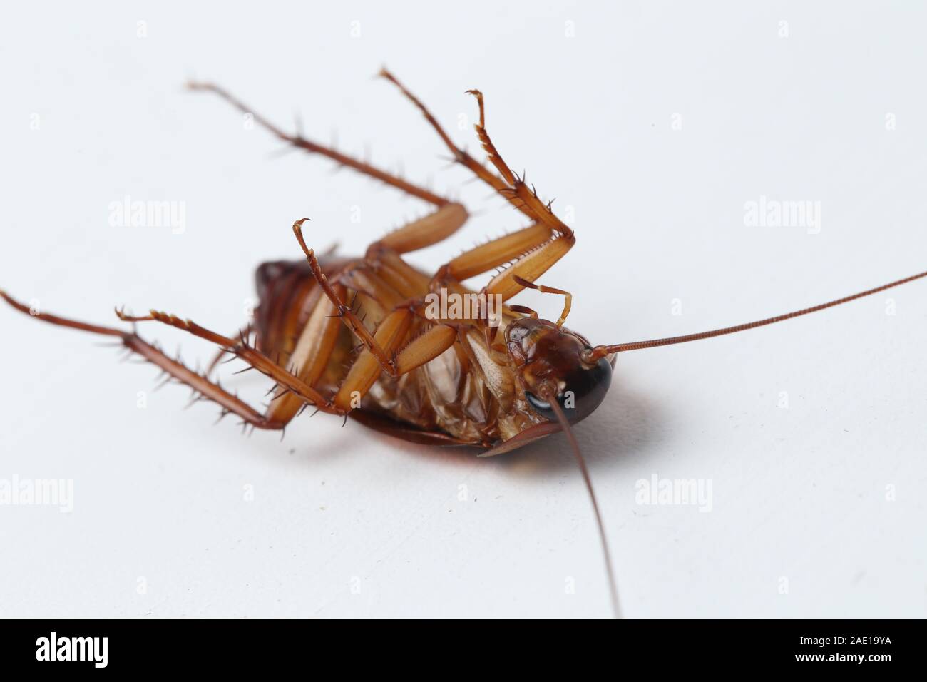 cockroach isolated on white background Stock Photo - Alamy