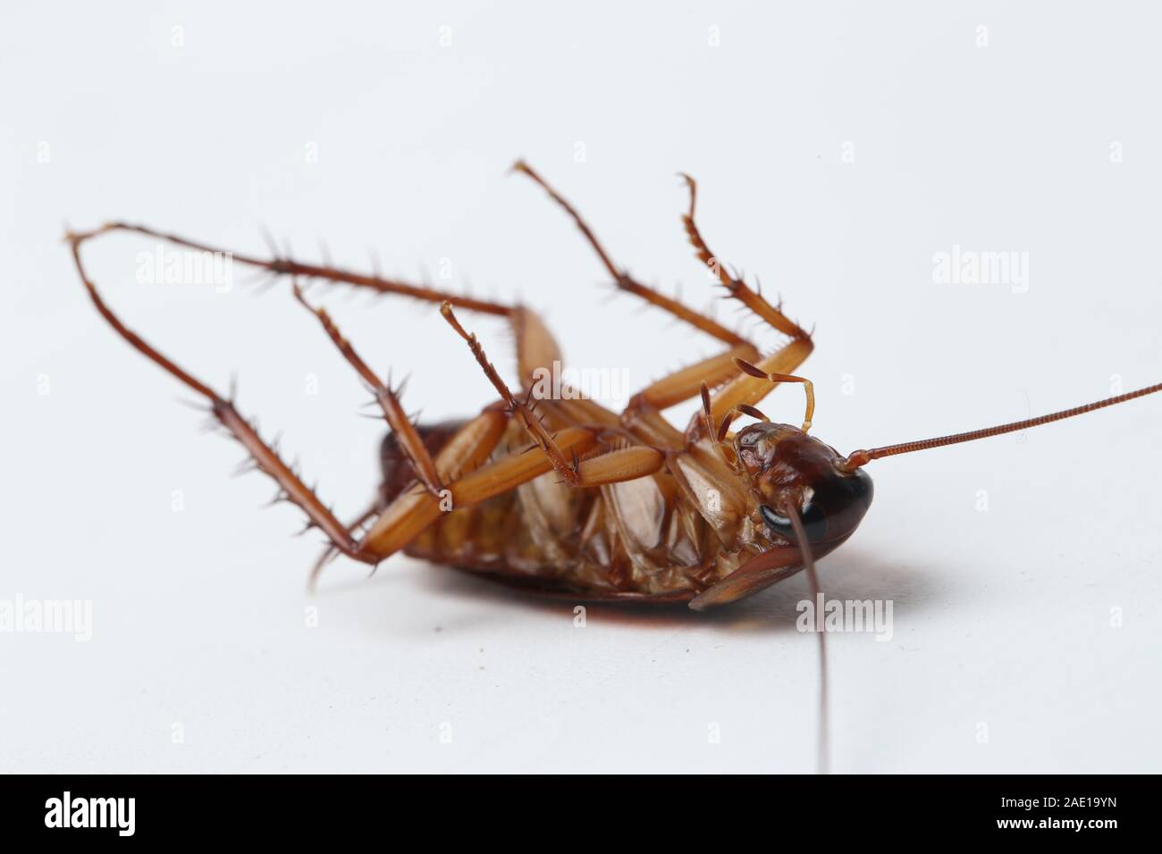 cockroach isolated on white background Stock Photo - Alamy