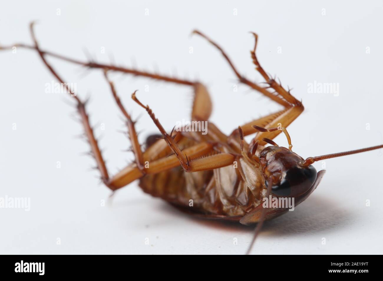 cockroach isolated on white background Stock Photo - Alamy
