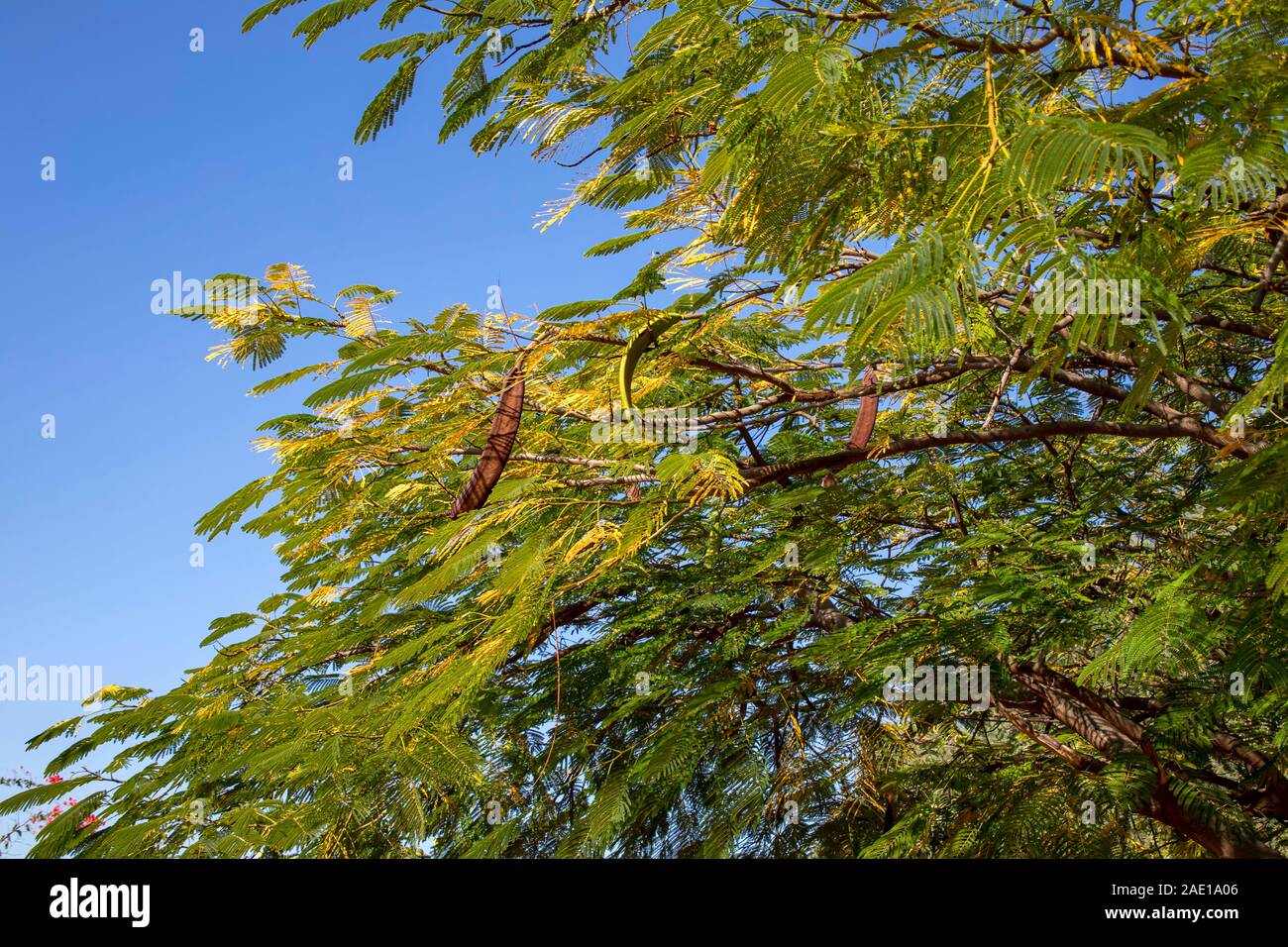 Acacia wood texture hi-res stock photography and images - Alamy