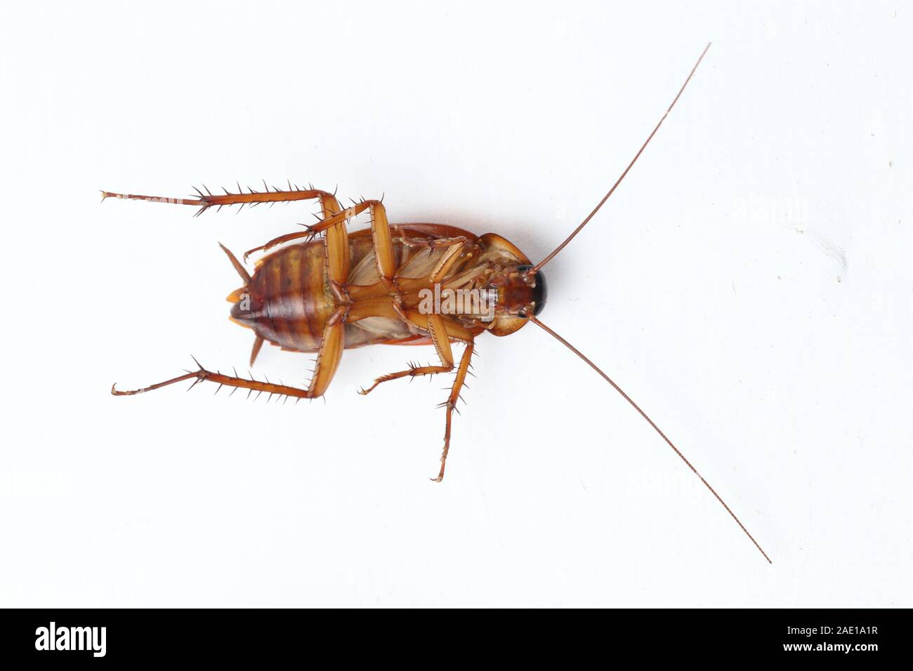 cockroach isolated on white background Stock Photo - Alamy