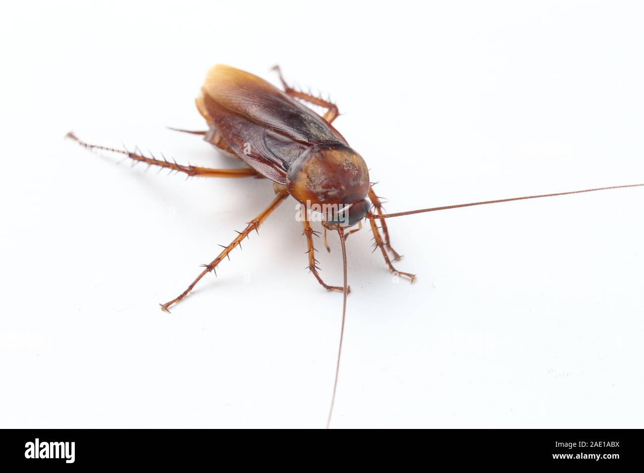 cockroach isolated on white background Stock Photo - Alamy