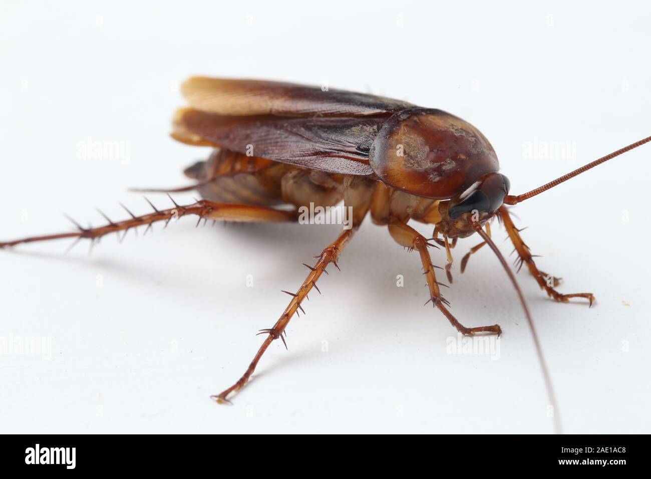 cockroach isolated on white background Stock Photo - Alamy
