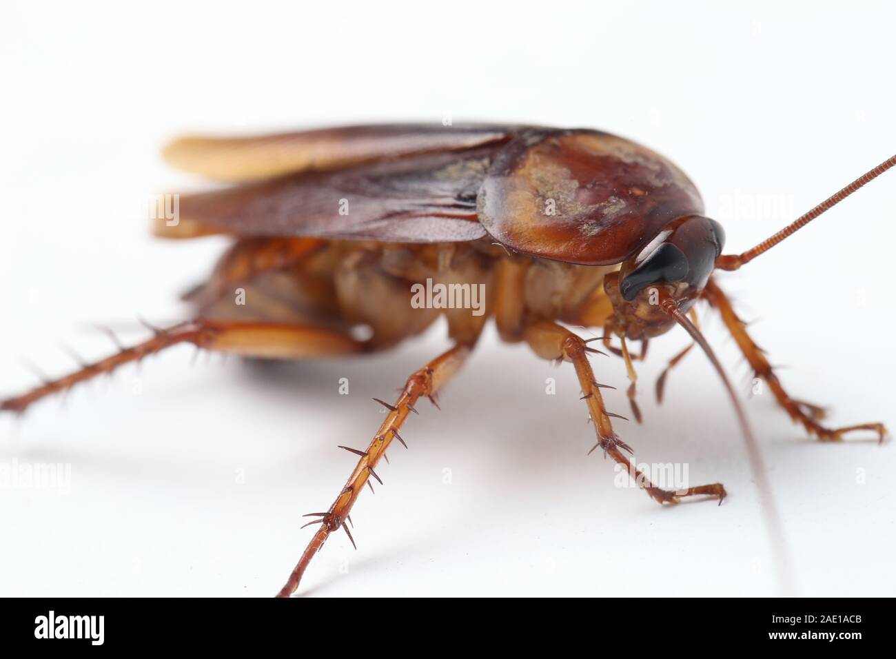 cockroach isolated on white background Stock Photo - Alamy
