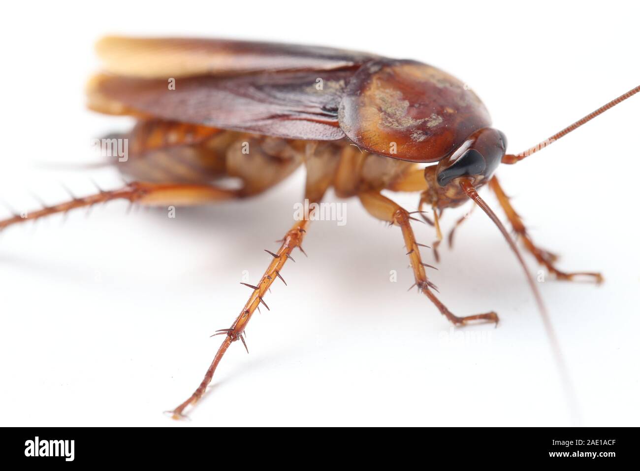 cockroach isolated on white background Stock Photo - Alamy