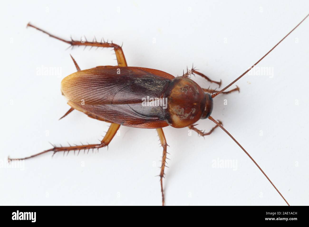 cockroach isolated on white background Stock Photo - Alamy
