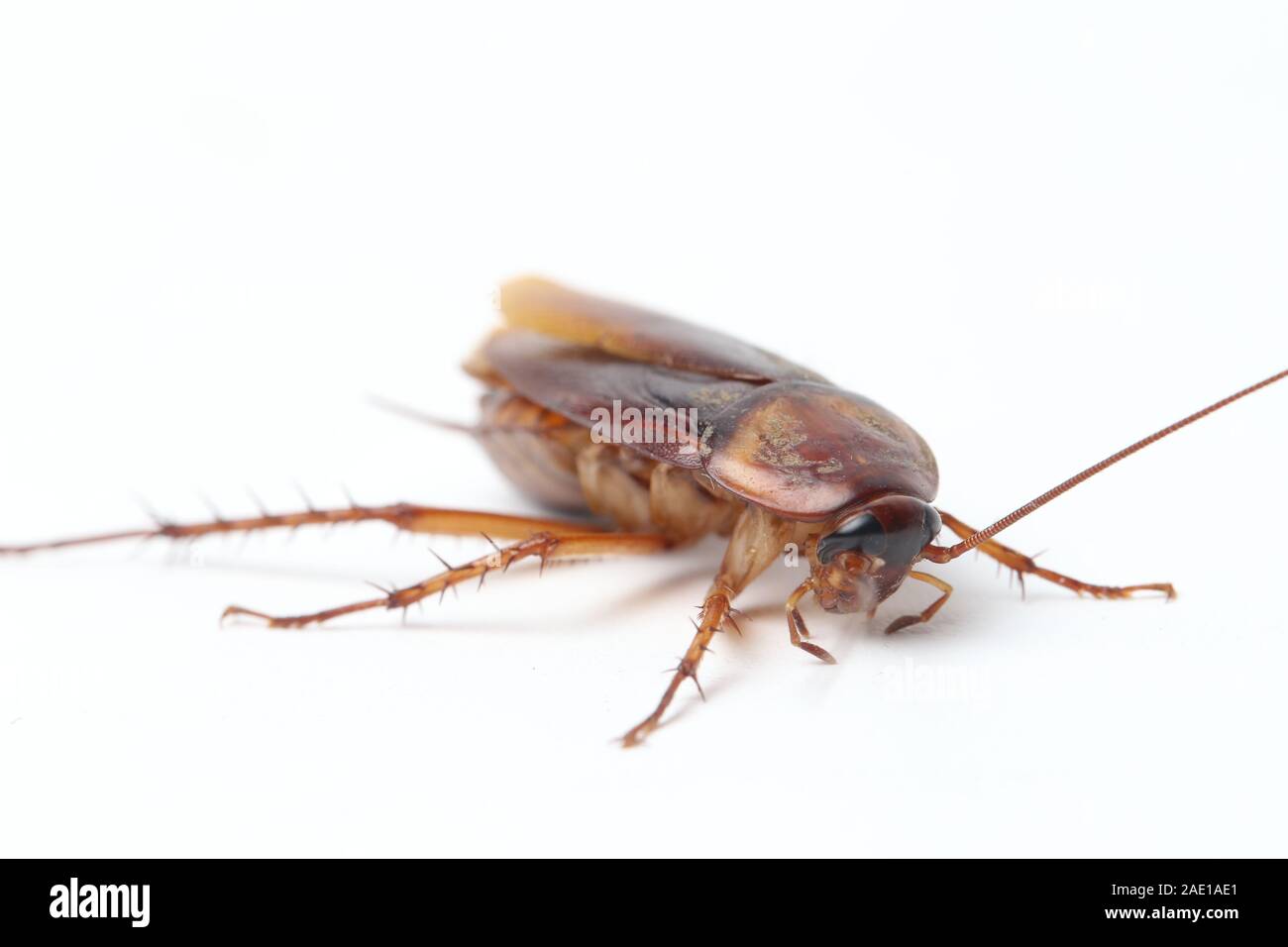 cockroach isolated on white background Stock Photo - Alamy