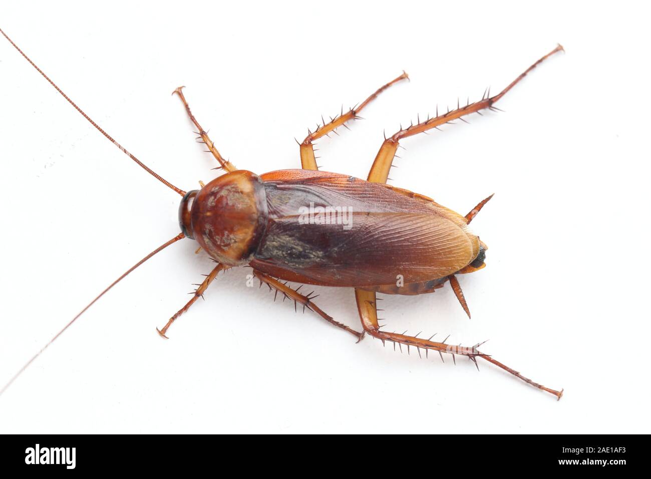 cockroach isolated on white background Stock Photo - Alamy