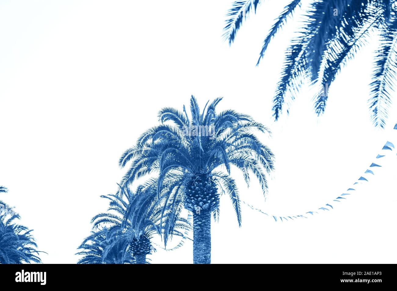 Beautiful view of palm trees in classic blue color Stock Photo - Alamy