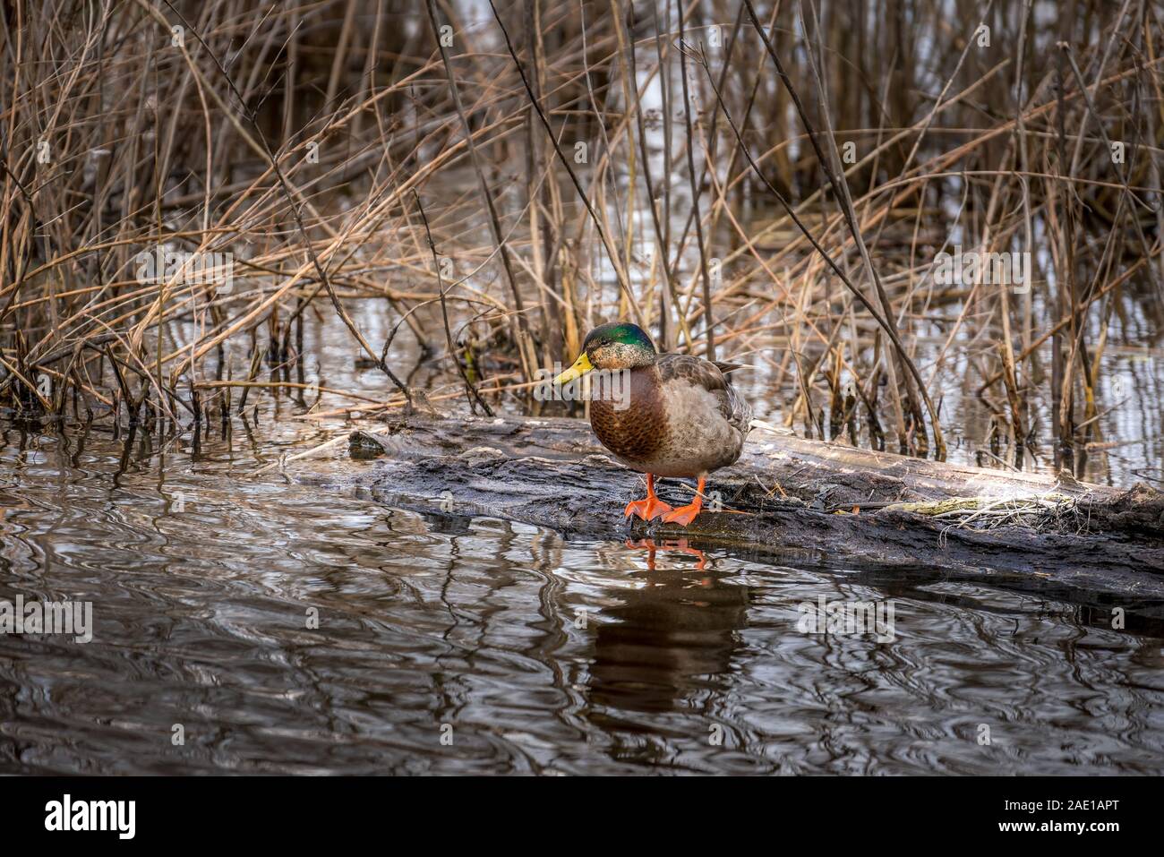 High resolution beautiful detailed close-up of a Mallard Duck standing ...