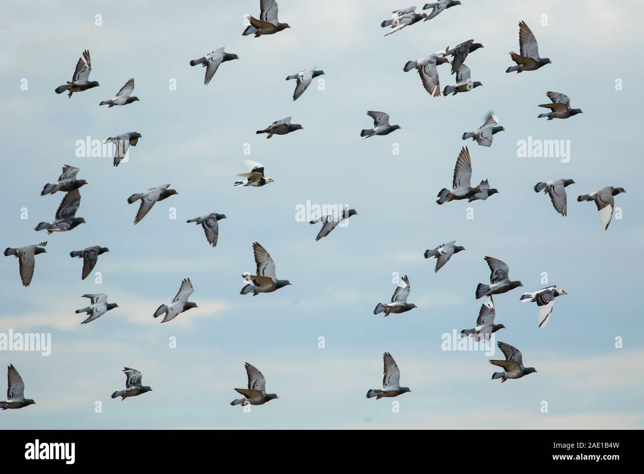 flock of speed racing pigeon bird flying Stock Photo - Alamy