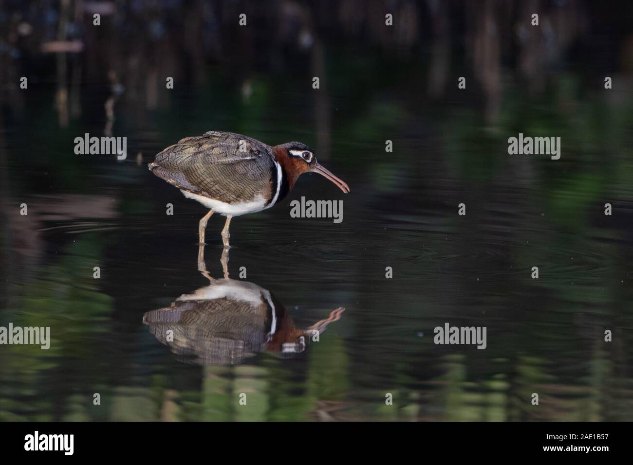 Painted Snipe High Resolution Stock Photography and Images - Alamy