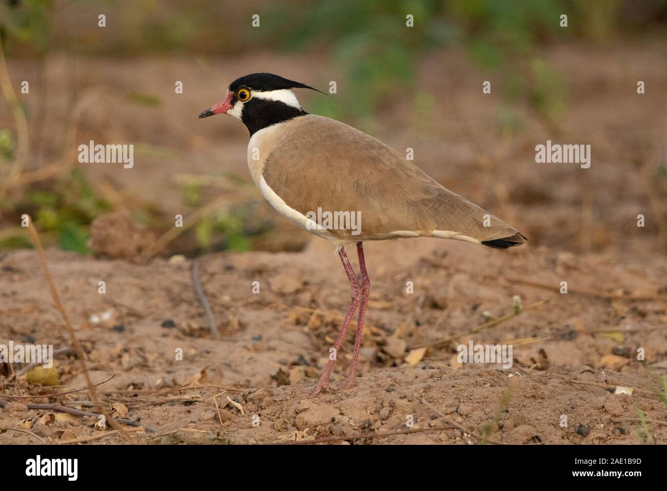 Black headed lapwing hi-res stock photography and images - Alamy