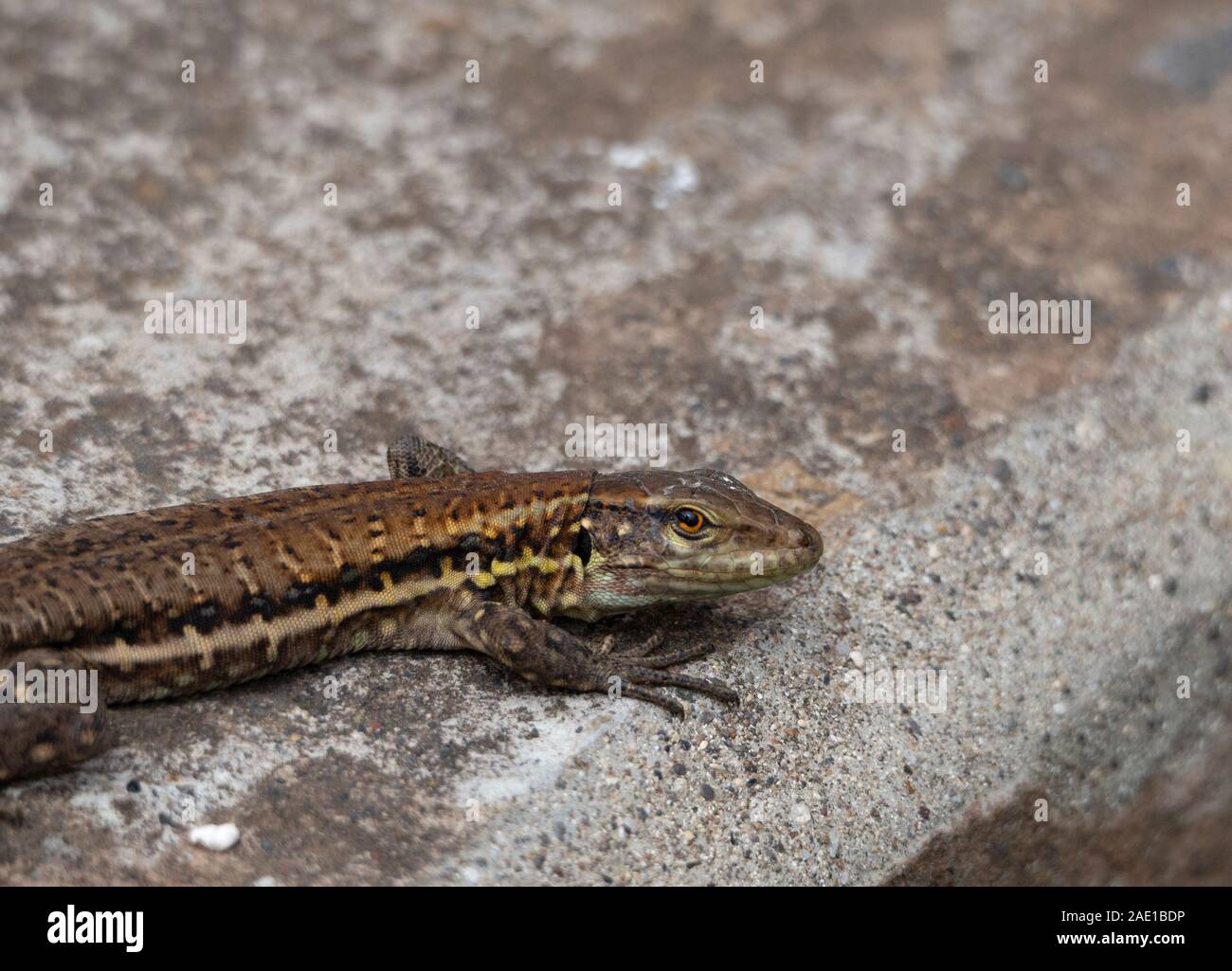 Caesaris hi-res stock photography and images - Alamy