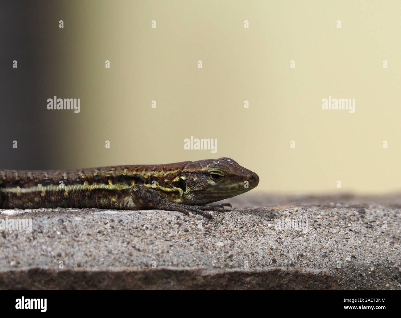 Caesaris High Resolution Stock Photography and Images - Alamy