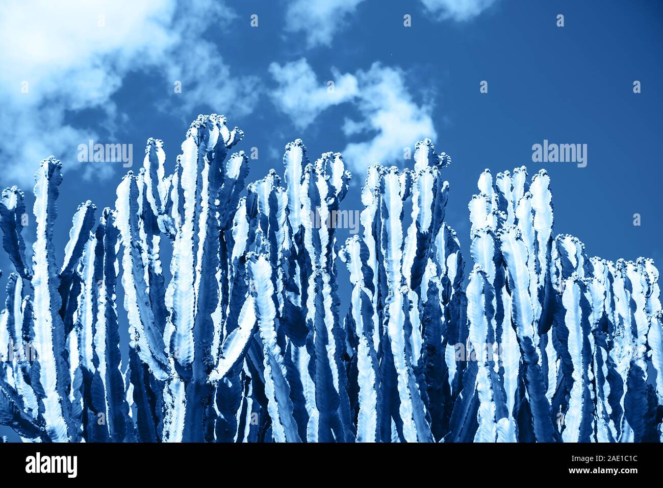 Cactus. Exotic plant in a classic blue color Stock Photo - Alamy