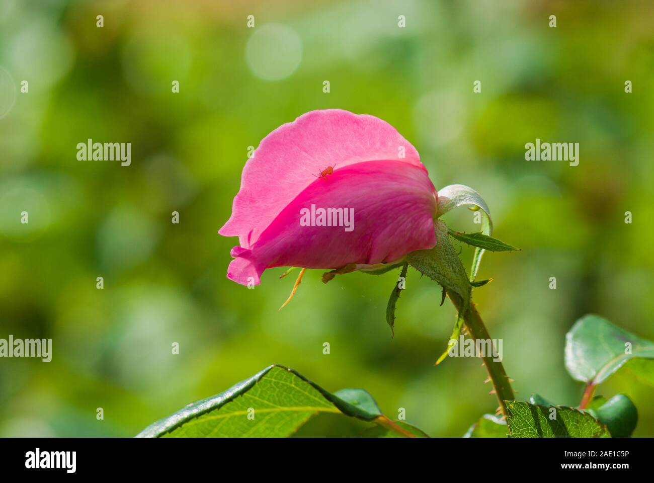 Red rose bud opening hi-res stock photography and images - Alamy