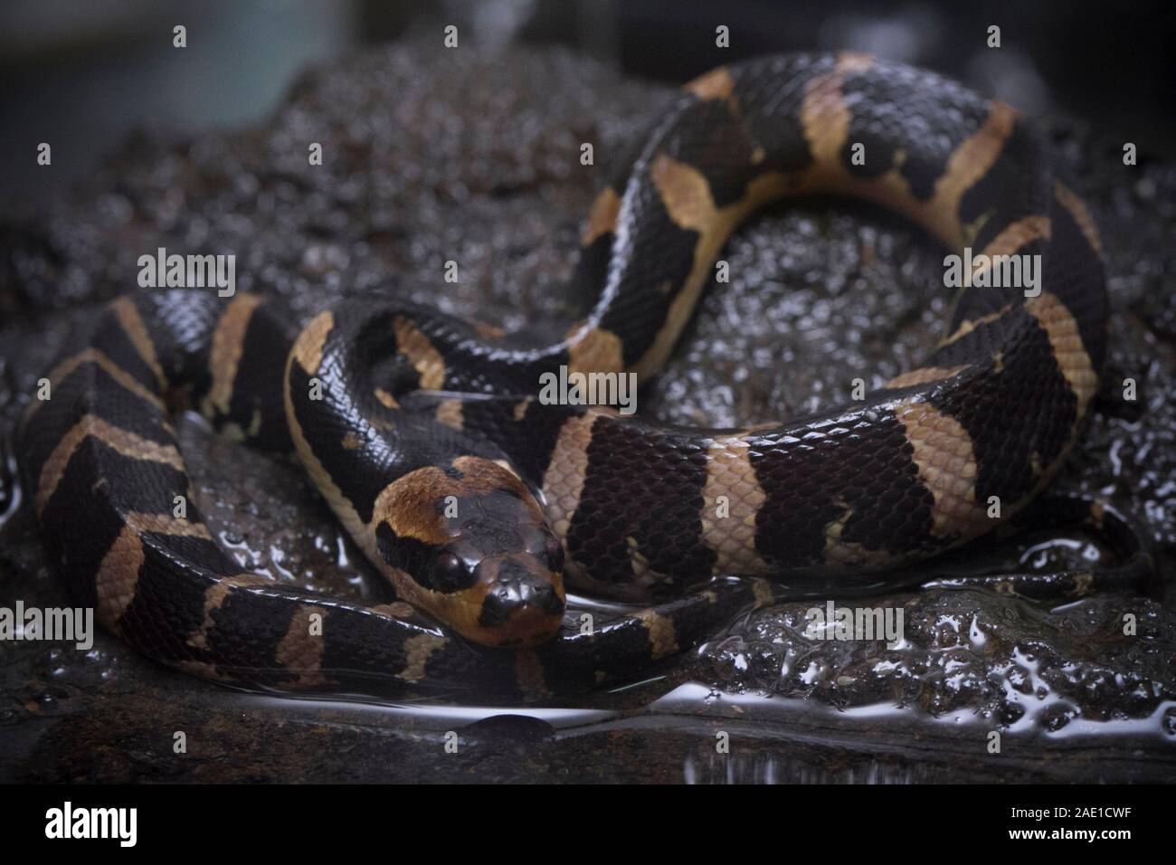 Common puff-faced water snake (Homalopsis buccata), banded water snake ...