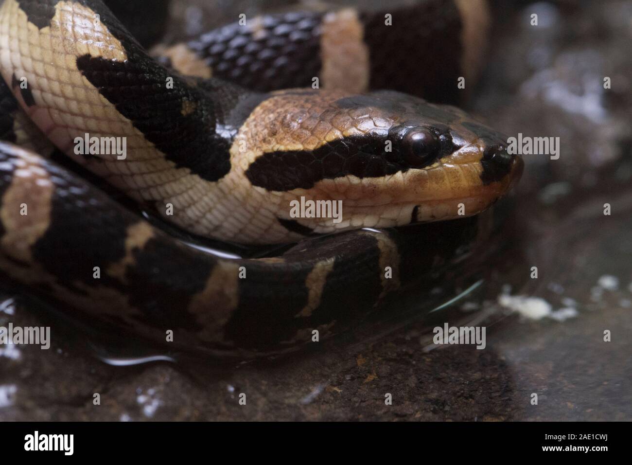 Common puff-faced water snake (Homalopsis buccata), banded water snake ...