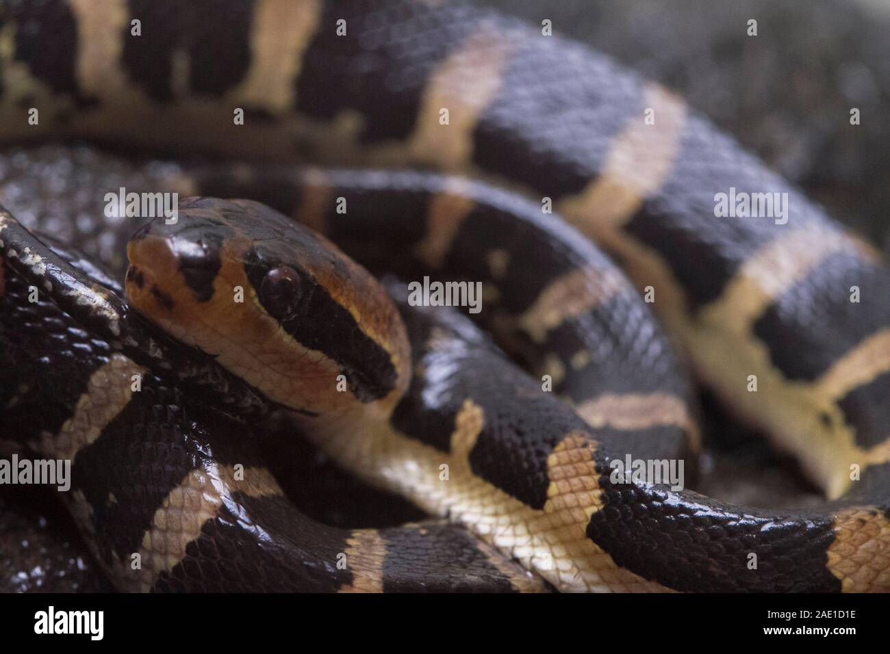 Common puff-faced water snake (Homalopsis buccata), banded water snake ...