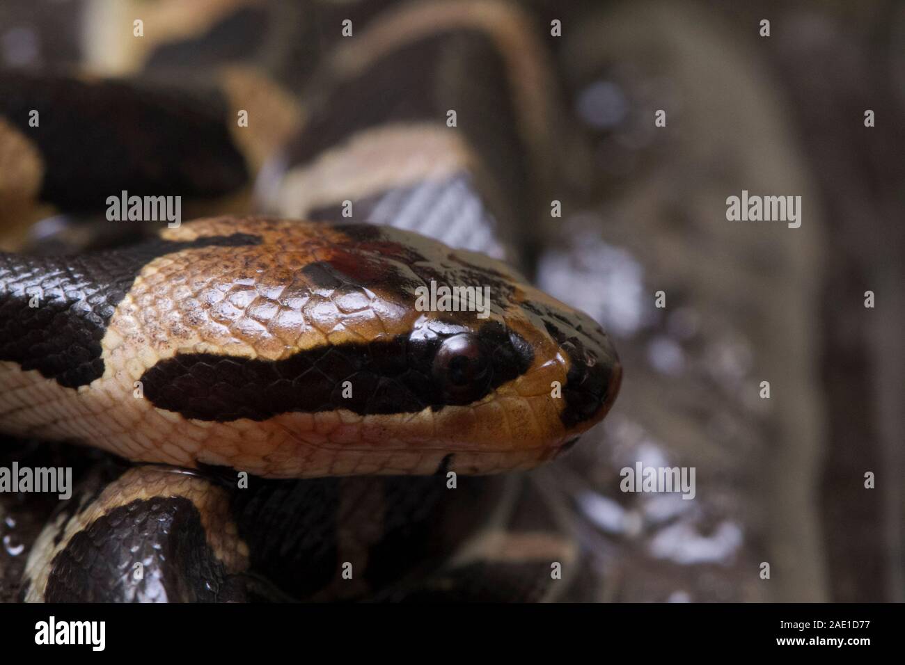 Common puff-faced water snake (Homalopsis buccata), banded water snake ...