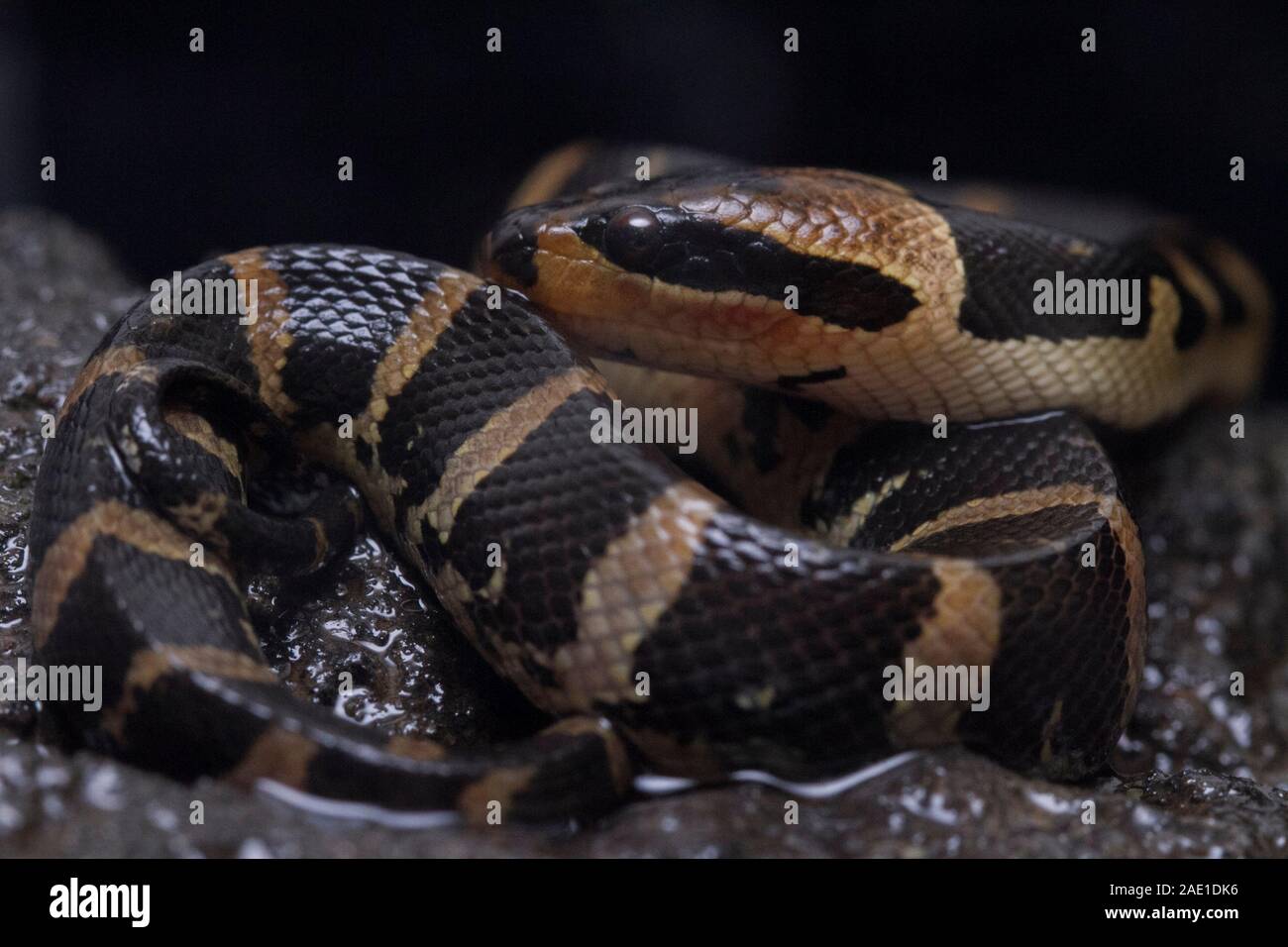 Florida banded water snake hi-res stock photography and images - Alamy