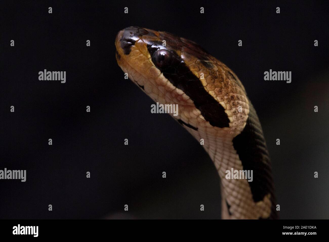 Common puff-faced water snake (Homalopsis buccata), banded water snake ...
