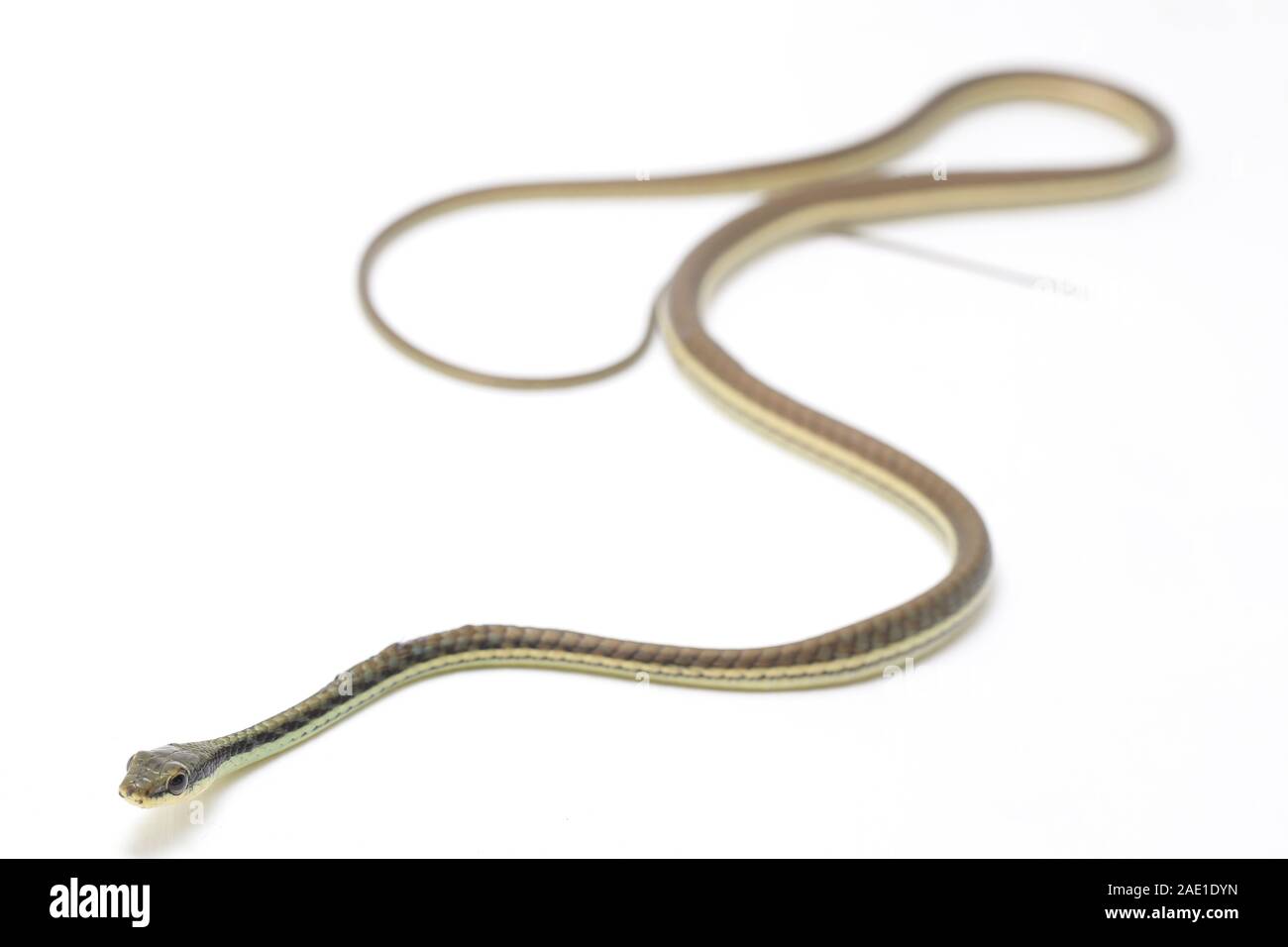 Painted bronzeback (Dendrelaphis pictus) isolated on white background ...