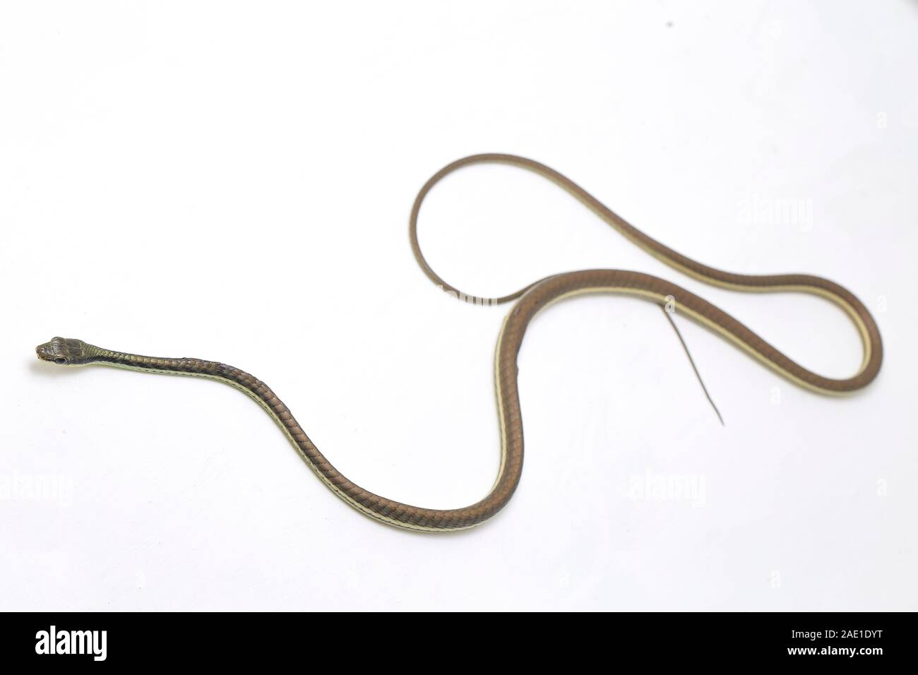 Painted bronzeback (Dendrelaphis pictus) isolated on white background ...