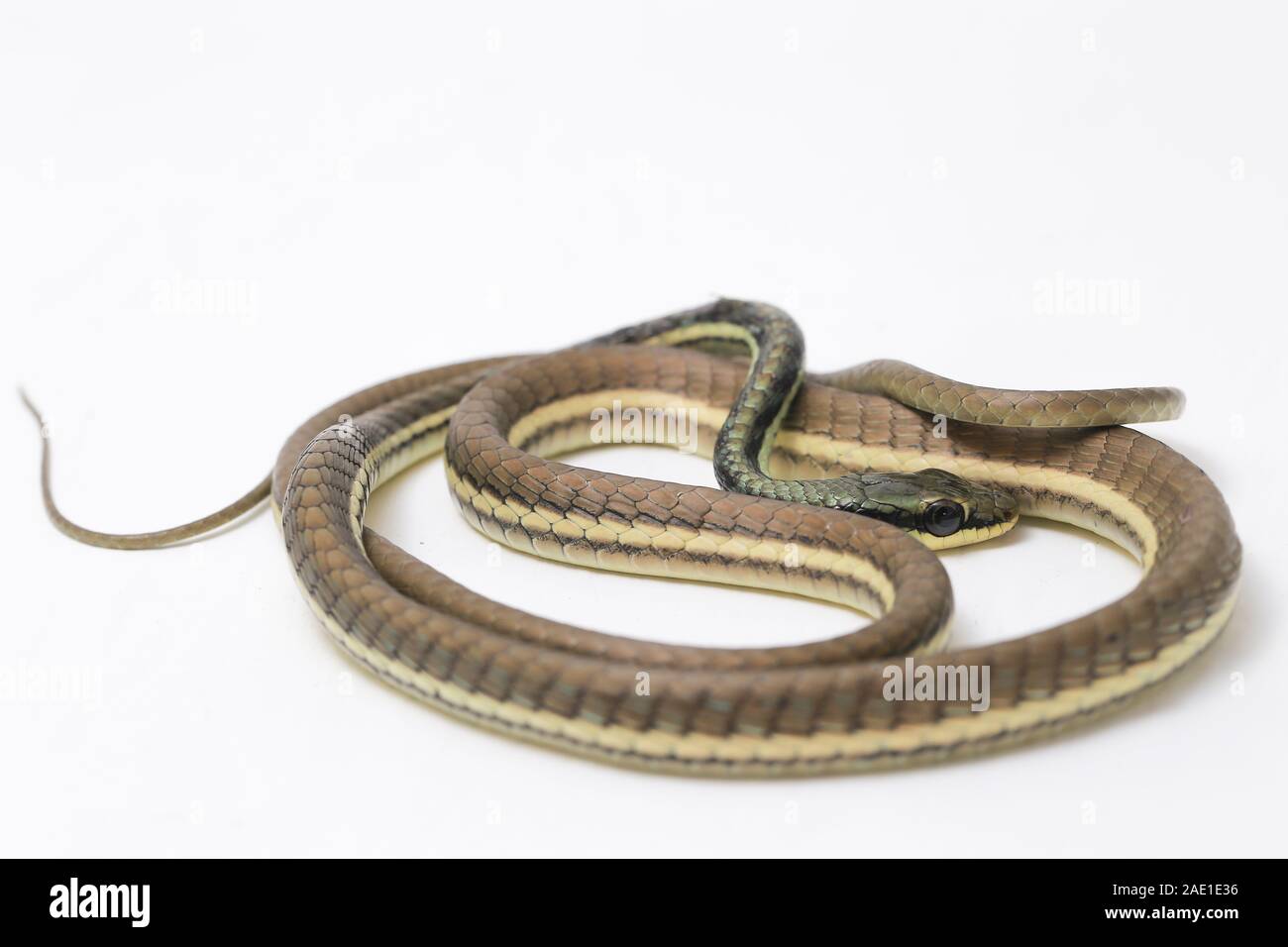 Painted bronzeback (Dendrelaphis pictus) isolated on white background ...