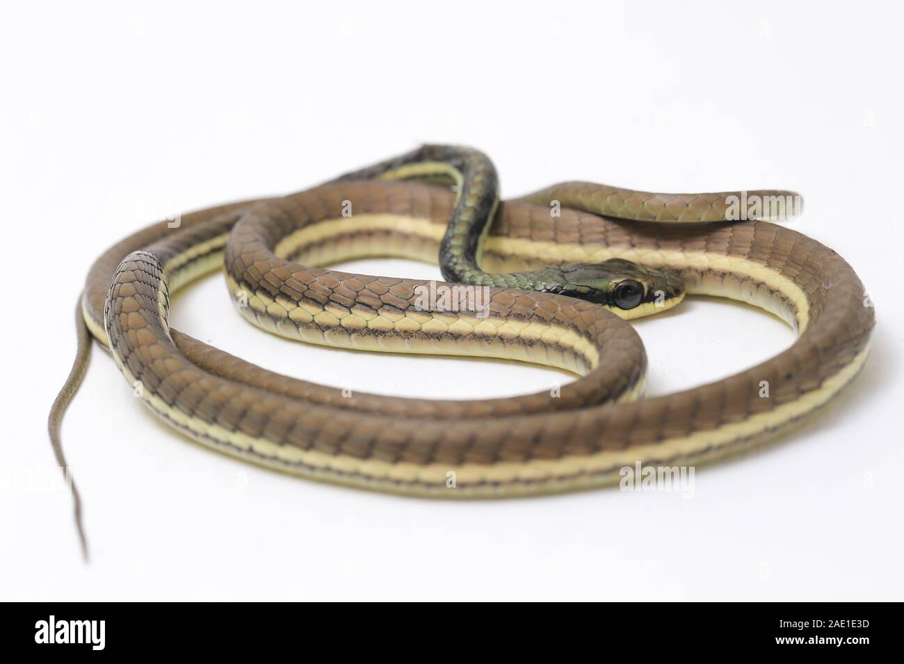 Painted bronzeback (Dendrelaphis pictus) isolated on white background ...