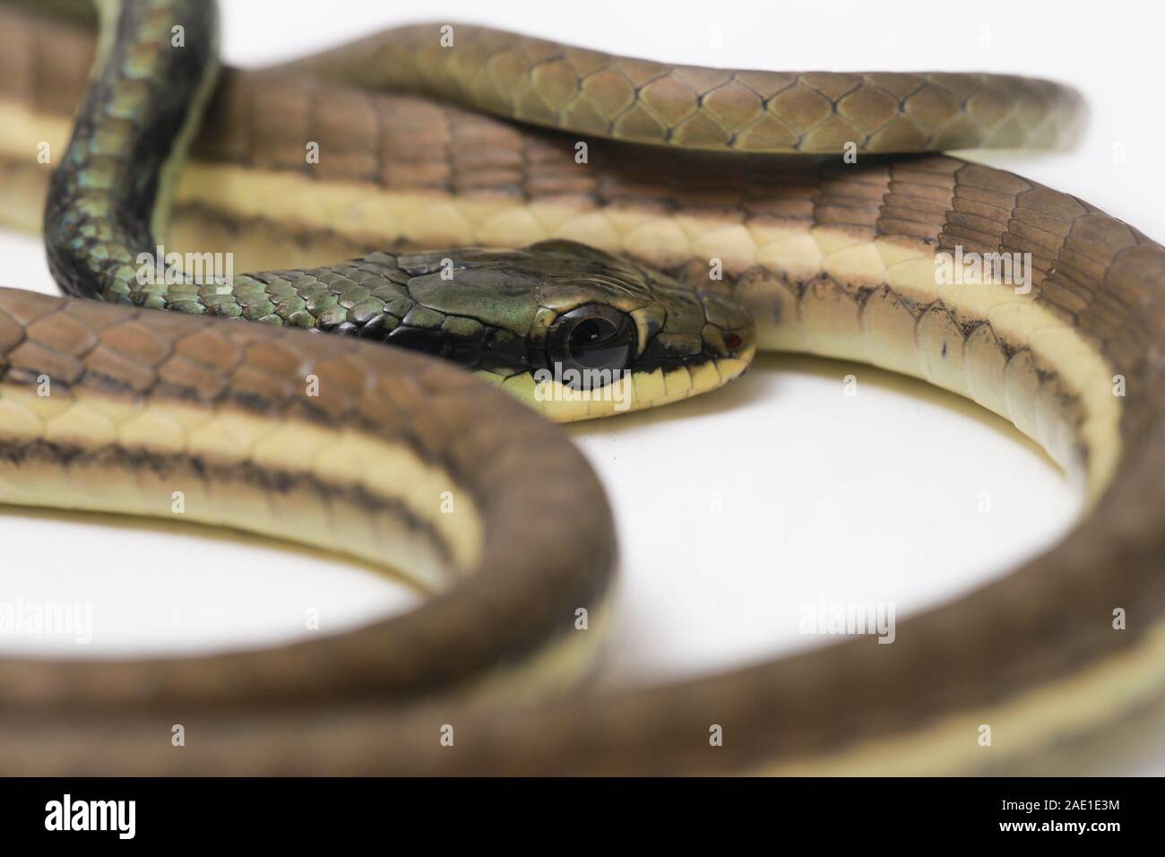 Painted bronzeback (Dendrelaphis pictus) isolated on white background ...