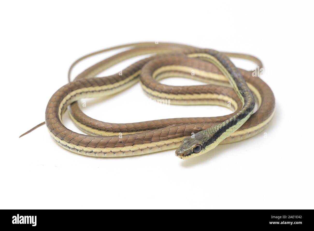 Painted bronzeback (Dendrelaphis pictus) isolated on white background ...