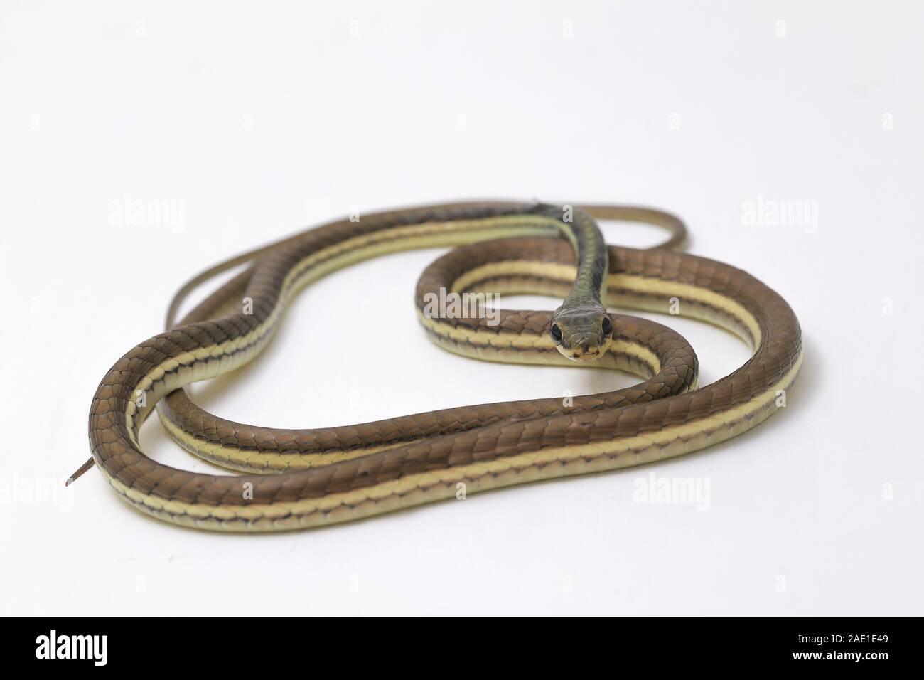 Painted bronzeback (Dendrelaphis pictus) isolated on white background ...