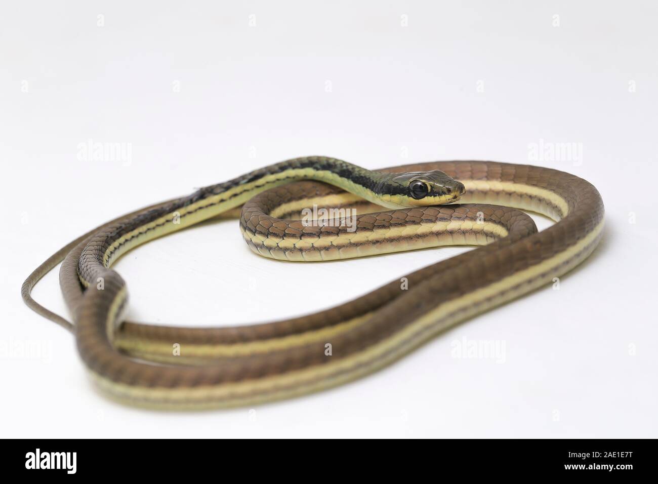Painted bronzeback (Dendrelaphis pictus) isolated on white background ...
