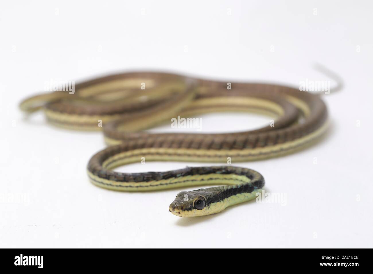 Painted bronzeback (Dendrelaphis pictus) isolated on white background ...