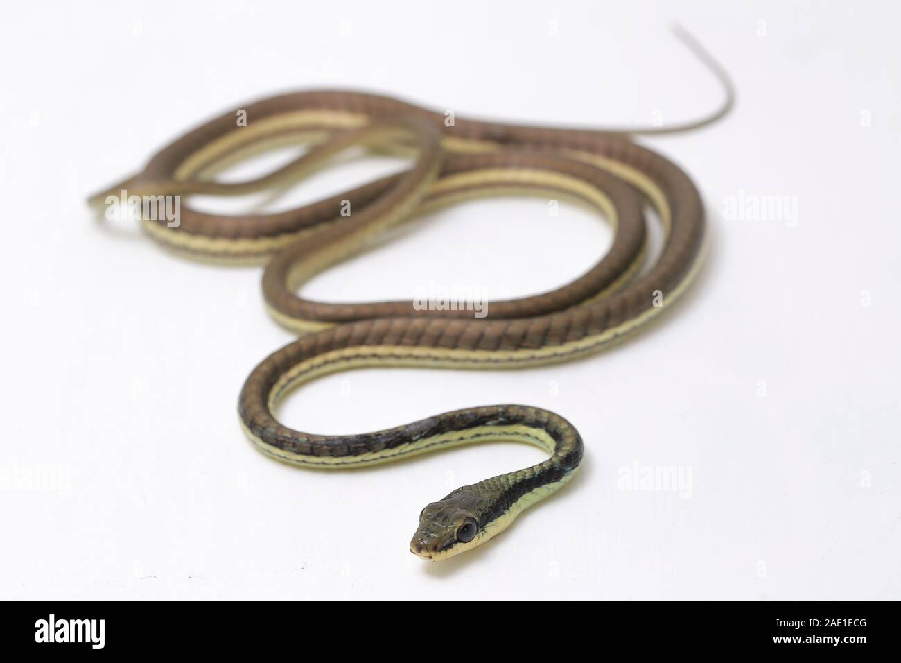 Painted bronzeback (Dendrelaphis pictus) isolated on white background ...