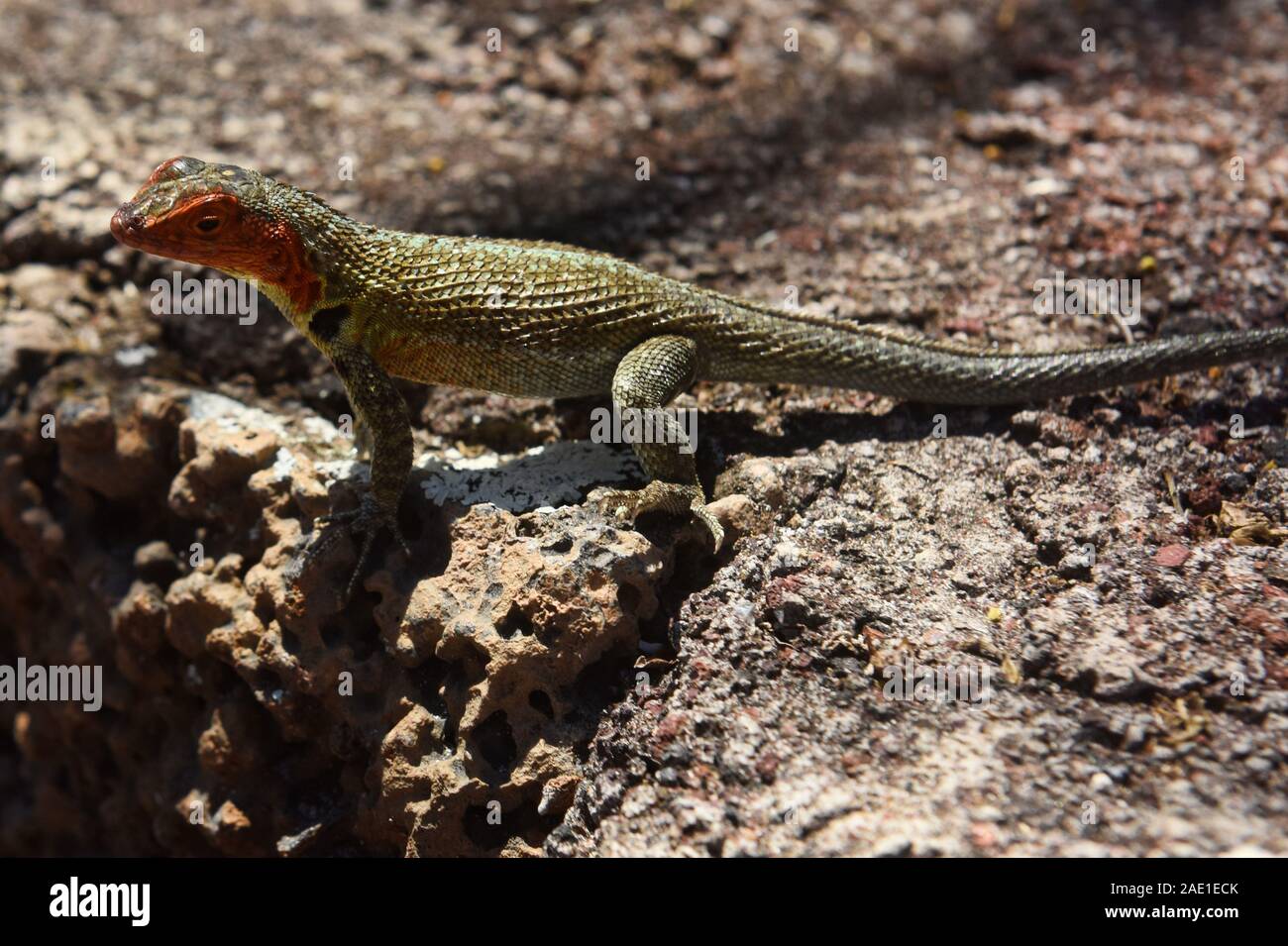 Female Galapagos lava lizard (Microlophus albemarlensis), Isla Santa ...