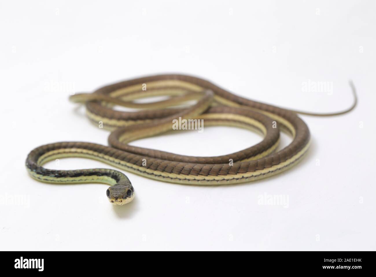 Painted bronzeback (Dendrelaphis pictus) isolated on white background ...