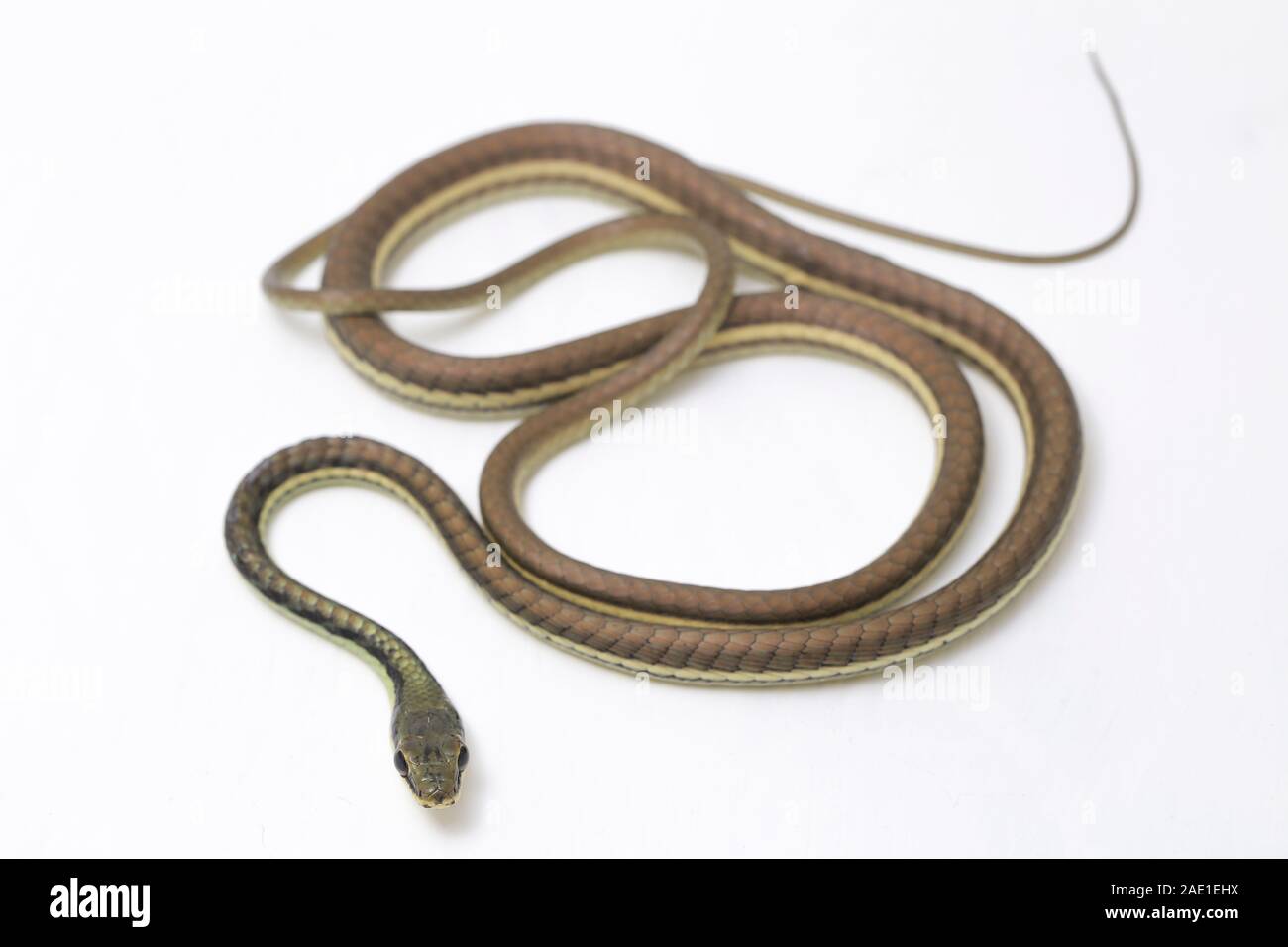 Painted bronzeback (Dendrelaphis pictus) isolated on white background ...