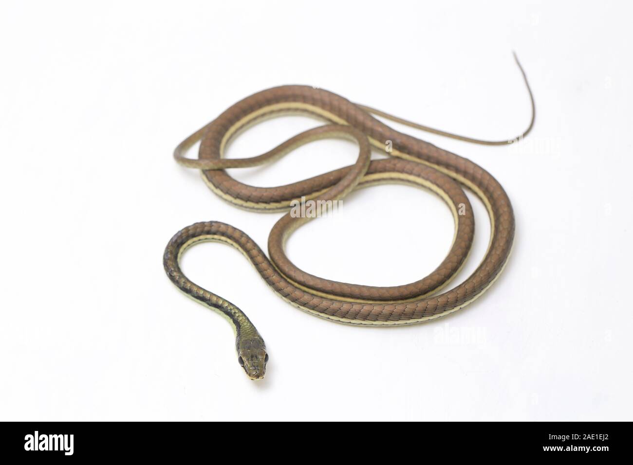 Painted bronzeback (Dendrelaphis pictus) isolated on white background ...