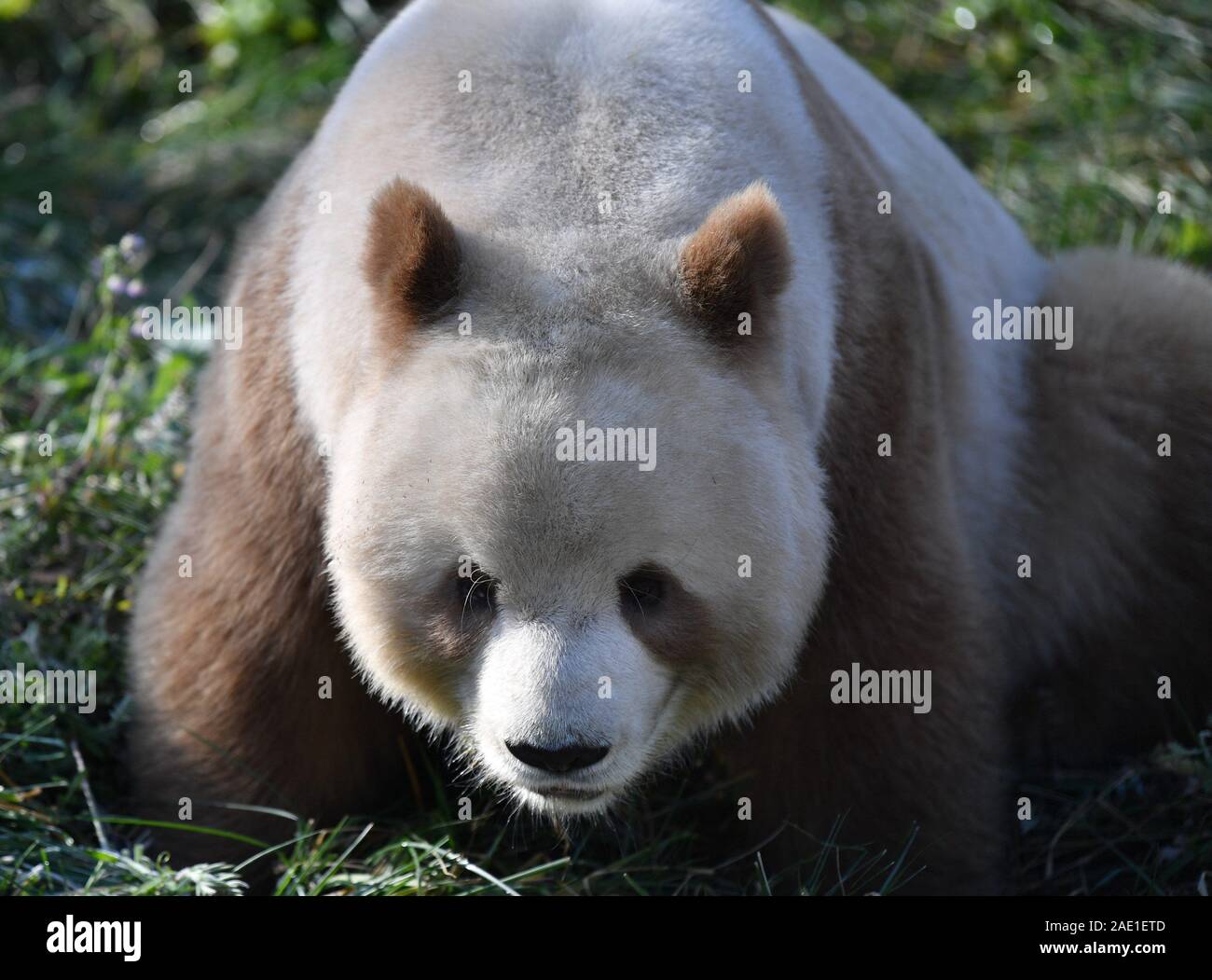 Xi'an, Qinling research center of giant panda breeding in northwest ...