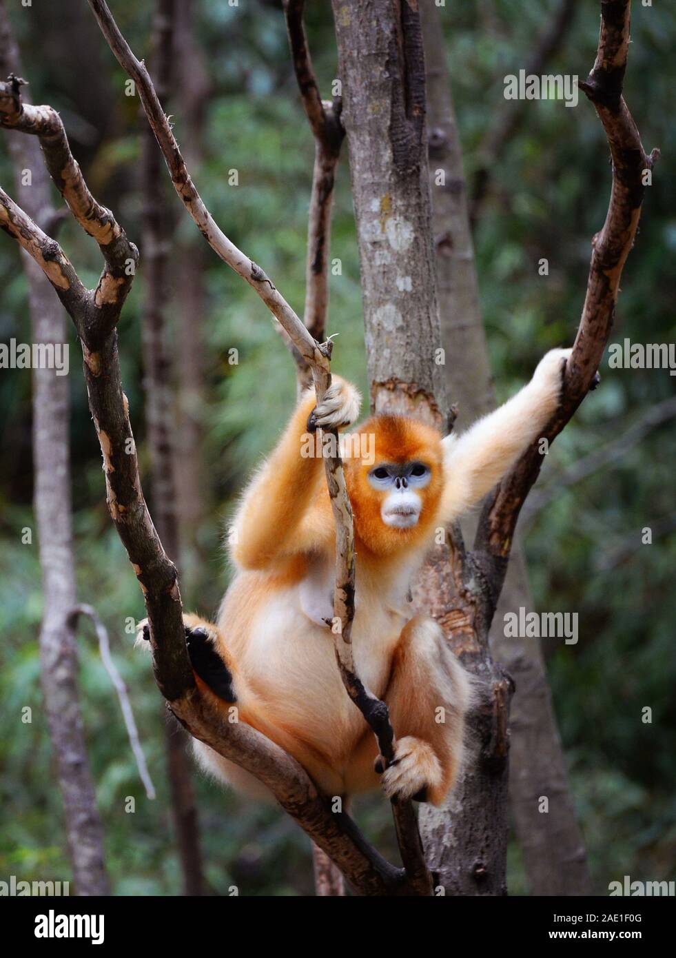 Xi'an, China's Shaanxi Province. 3rd Aug, 2018. A golden monkey climbs ...