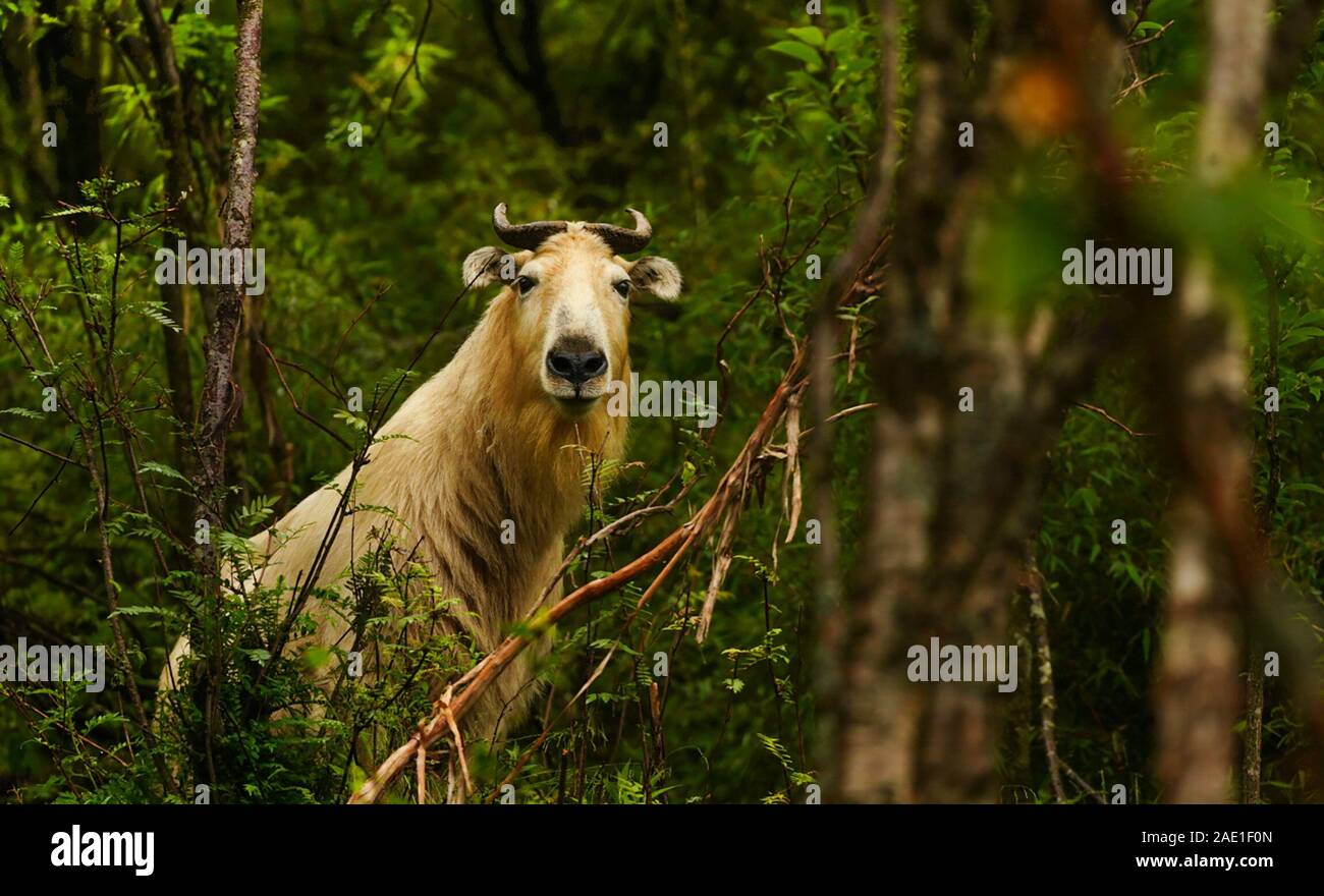 Xi'an, China's Shaanxi Province. 27th June, 2019. A takin looks around ...