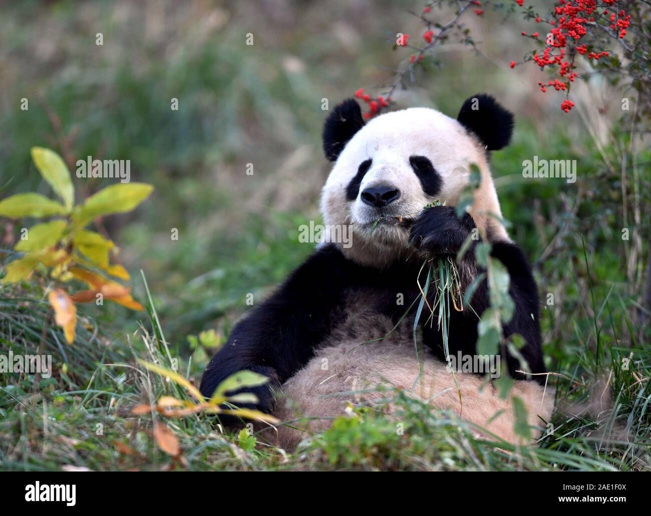 Xi'an. 3rd Dec, 2019. A giant panda eats bamboo at the Qinling research ...