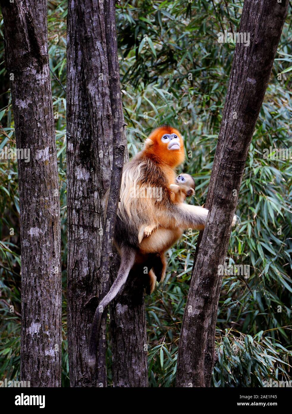 Foping animals hi-res stock photography and images - Alamy