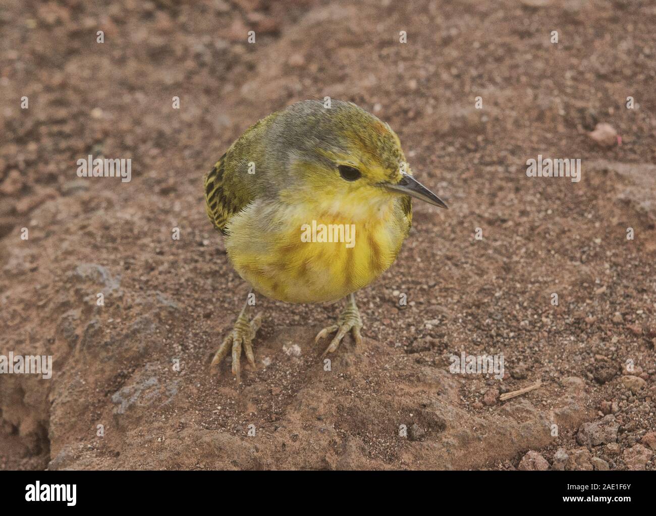 Yellow warbler (Setophaga petechia aureola), Isla Santa Cruz, Galapagos ...