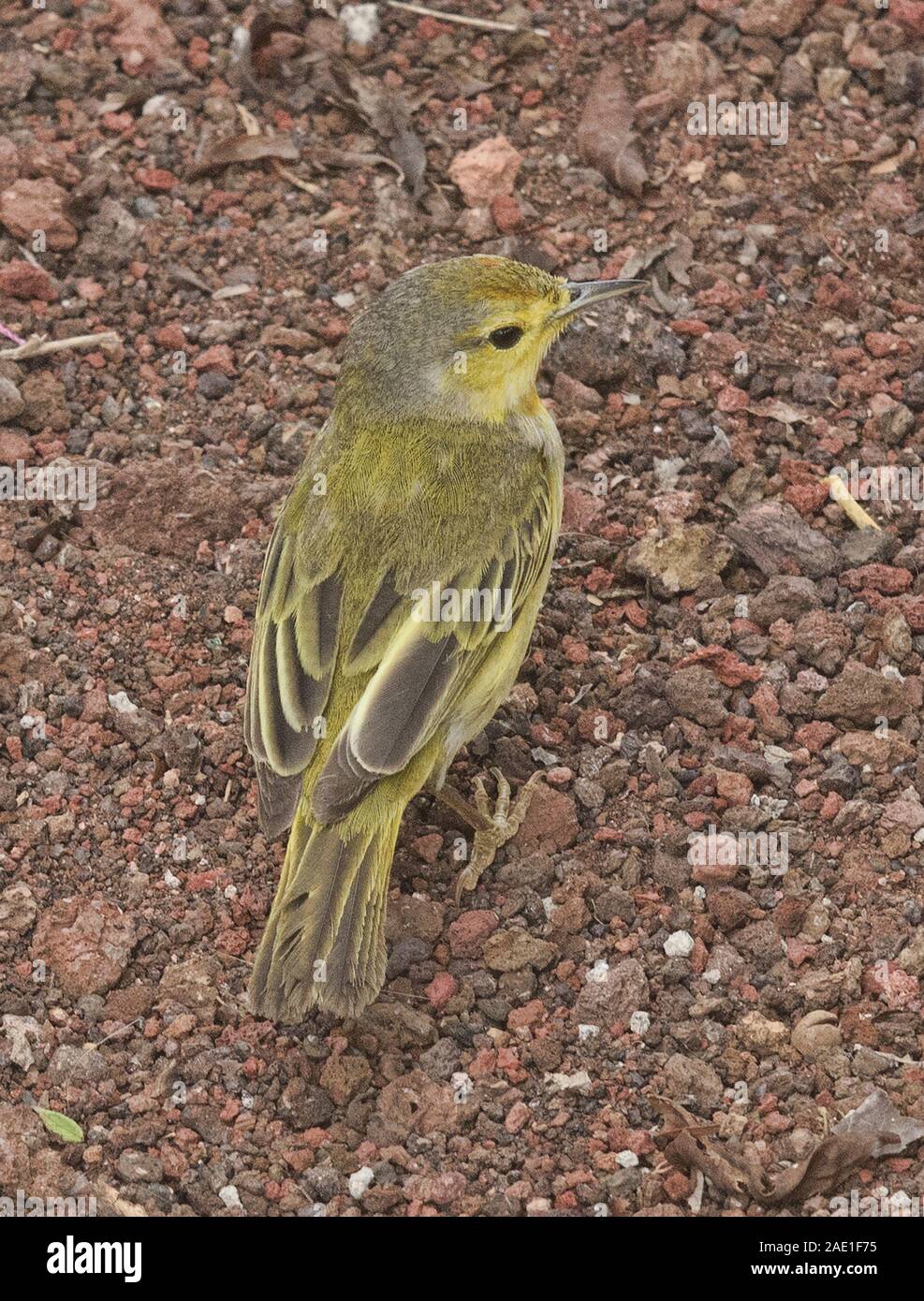 Yellow warbler (Setophaga petechia aureola), Isla Santa Cruz, Galapagos ...