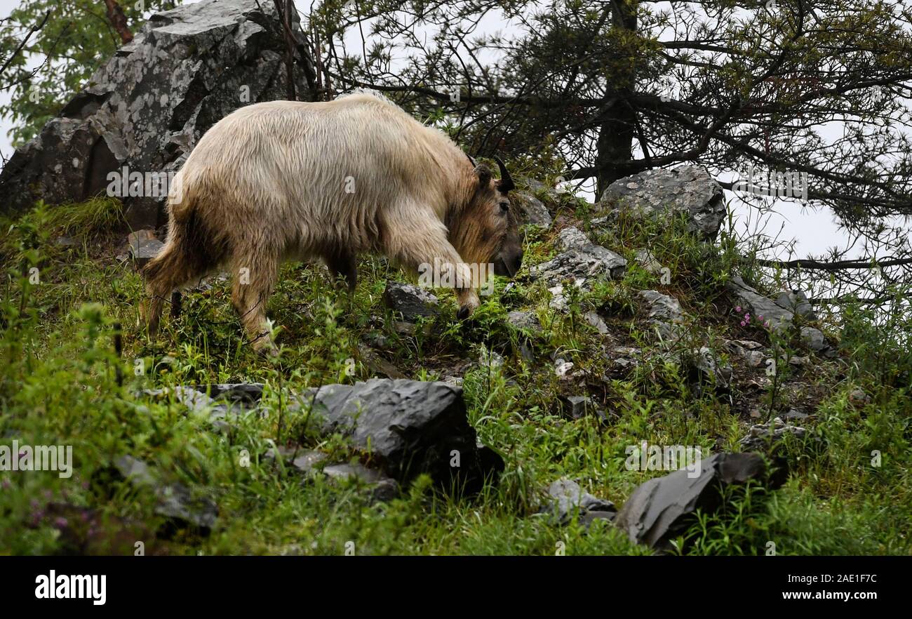 Xi'an, China's Shaanxi Province. 27th June, 2019. A takin walks on the ...